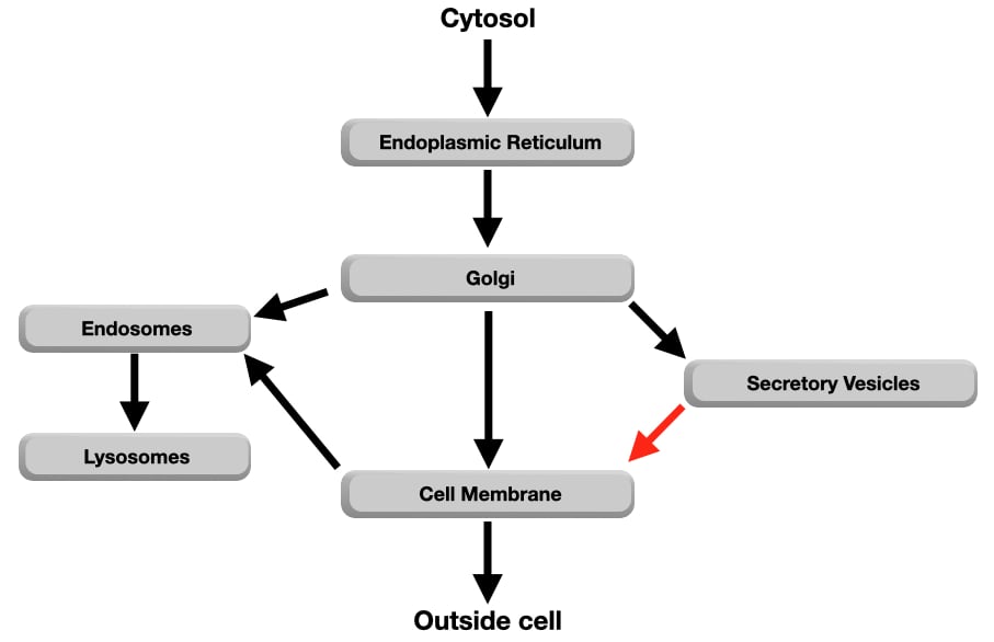 The Pathway Of Secretory Proteins