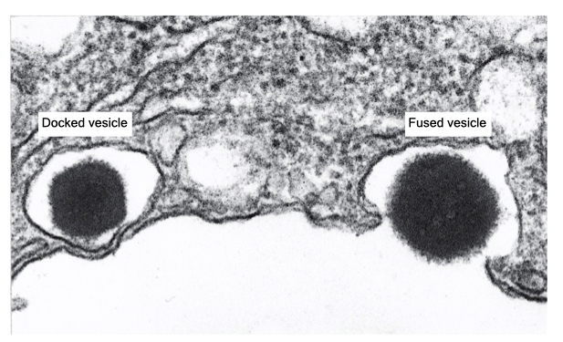 Secretion And Ecm Lab